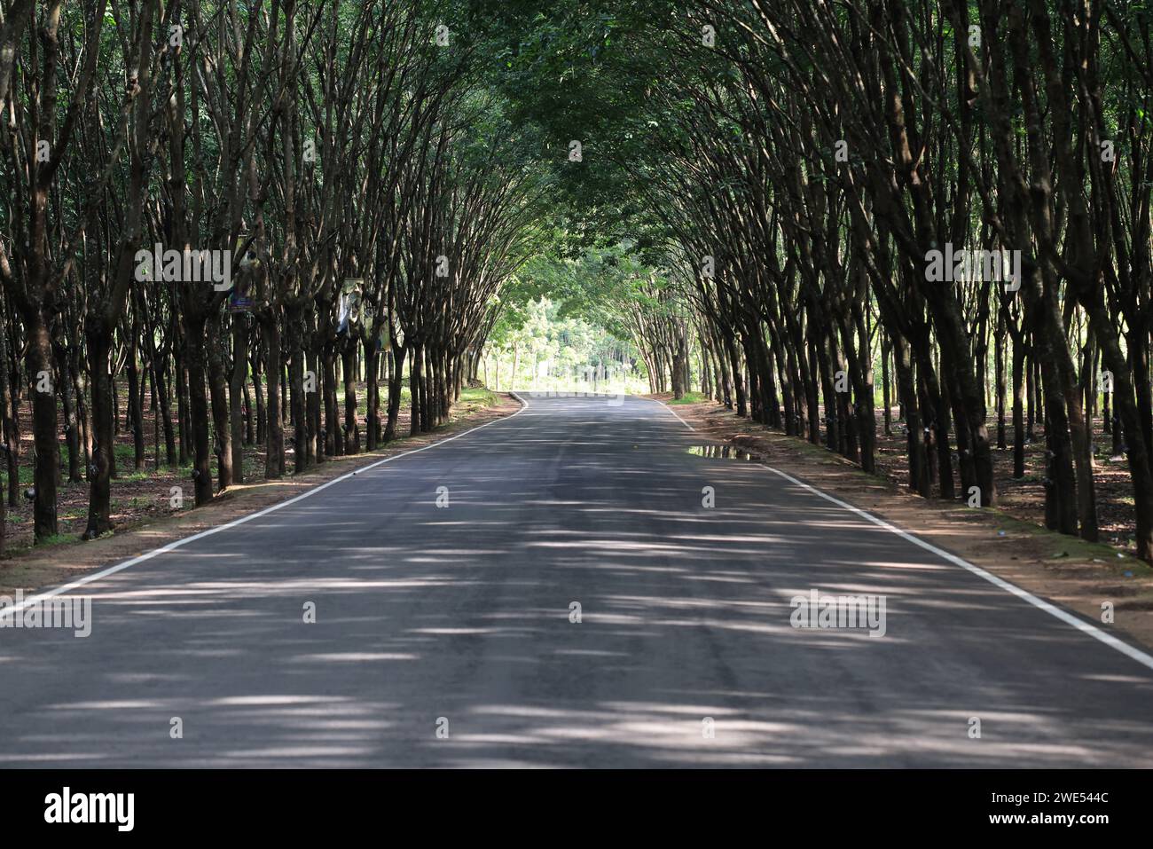 Road in para rubber tree.this photo was taken from chittagong ...
