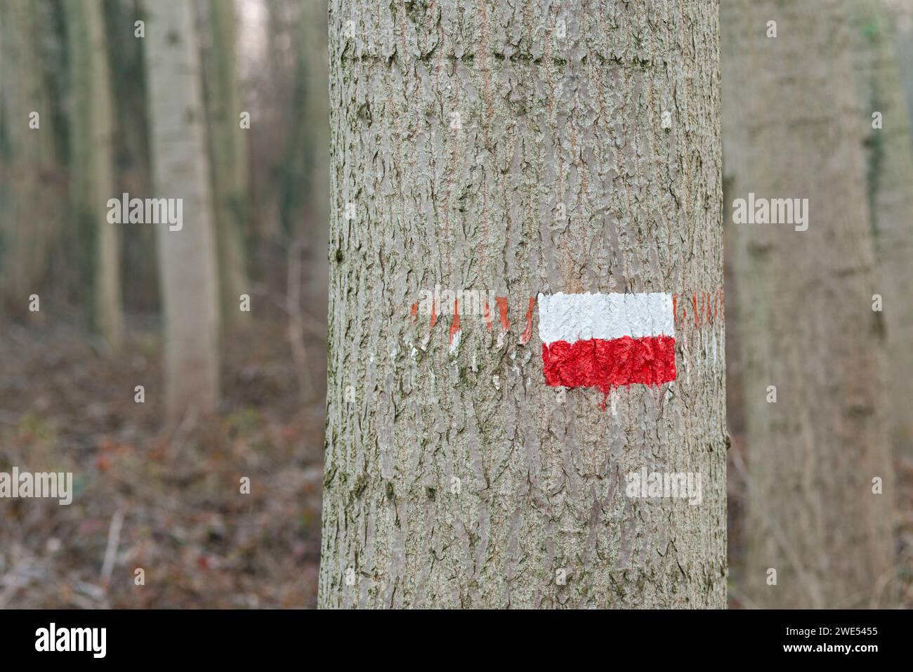 Italy, Lombardy, Crema, Parco del Serio, Tree Trunk with Red and White ...