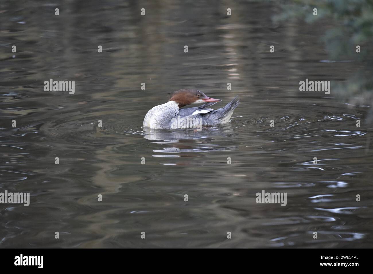 Female Goosander (Mergus merganser) Swimming Towards Camera on Rippled ...