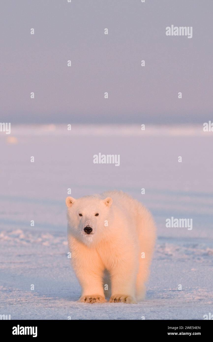 polar bear Ursus maritimus young bear travels across newly formed pack ...