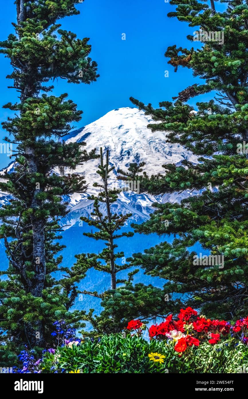 Colorful Pine Trees Flowers Mount Rainier Crystal Mountain Lookout ...