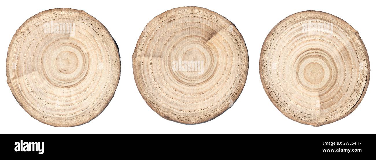 Tree trunk slice set isolated on white background Stock Photo - Alamy