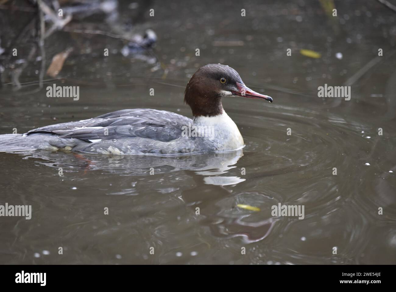 Female Goosander (Mergus merganser) Swimming in From Left of Image in ...