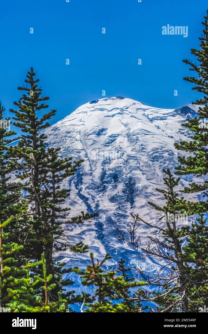 Colorful Green Pine Trees Mount Rainier Crystal Mountain Lookout Pierce ...