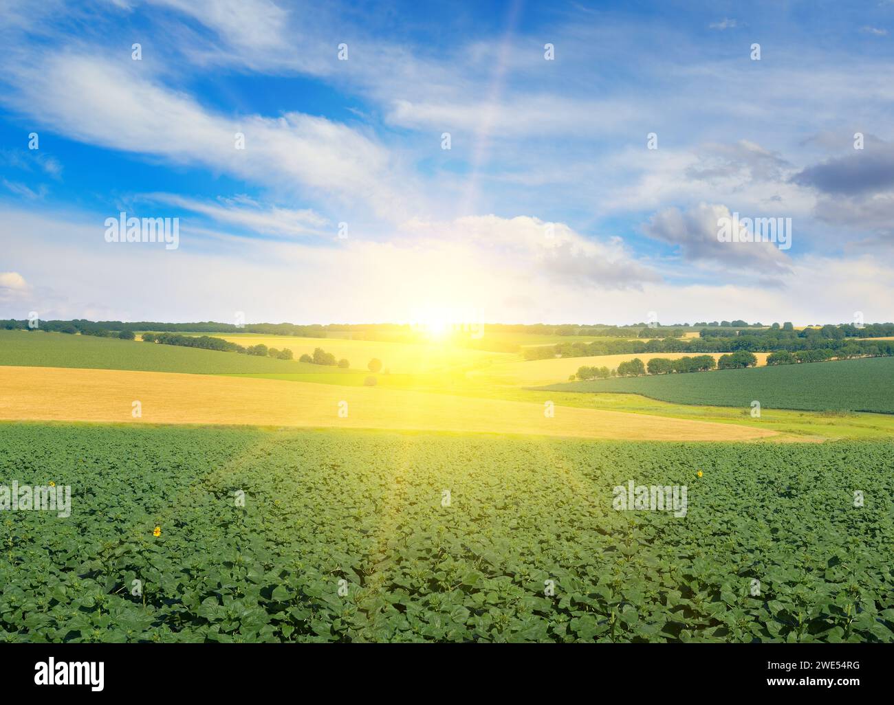 Dawn over field with young sprouts sunflower and wheat Stock Photo - Alamy
