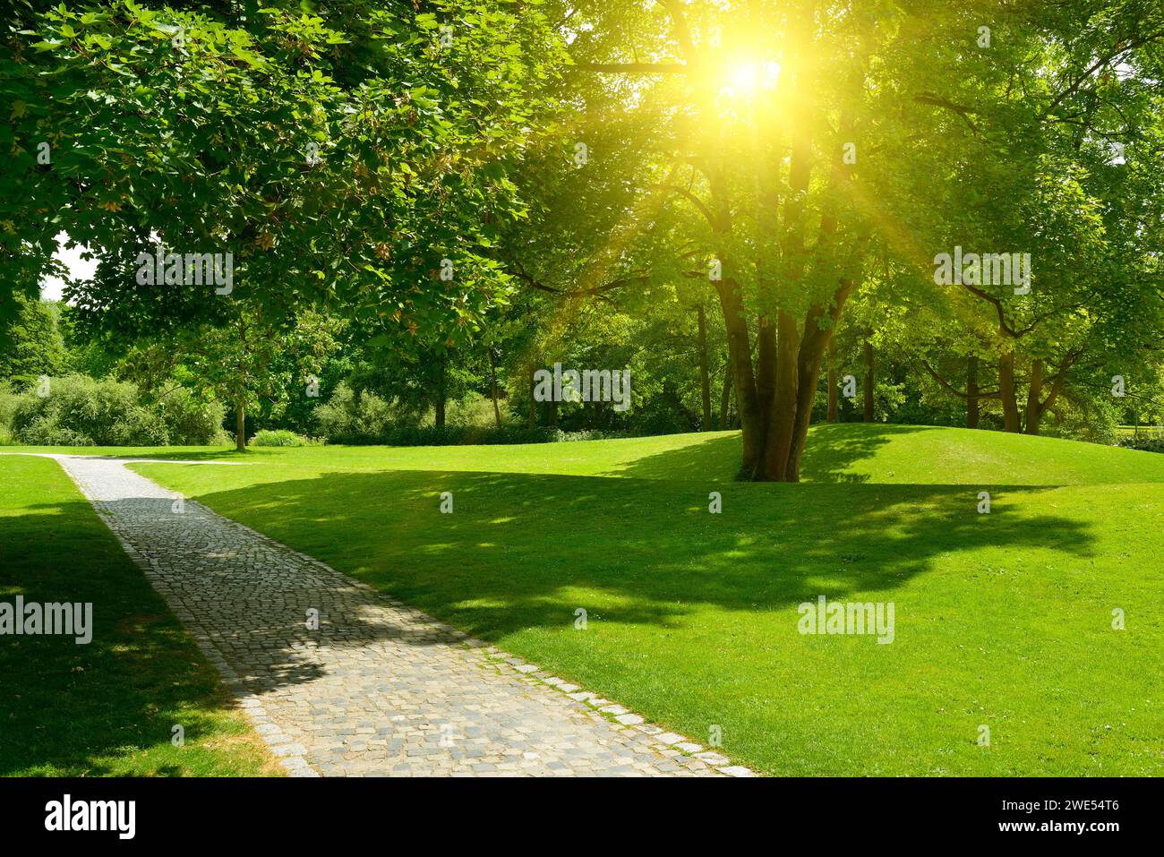 Bright morning sun illuminates park with meadow and walking path Stock ...