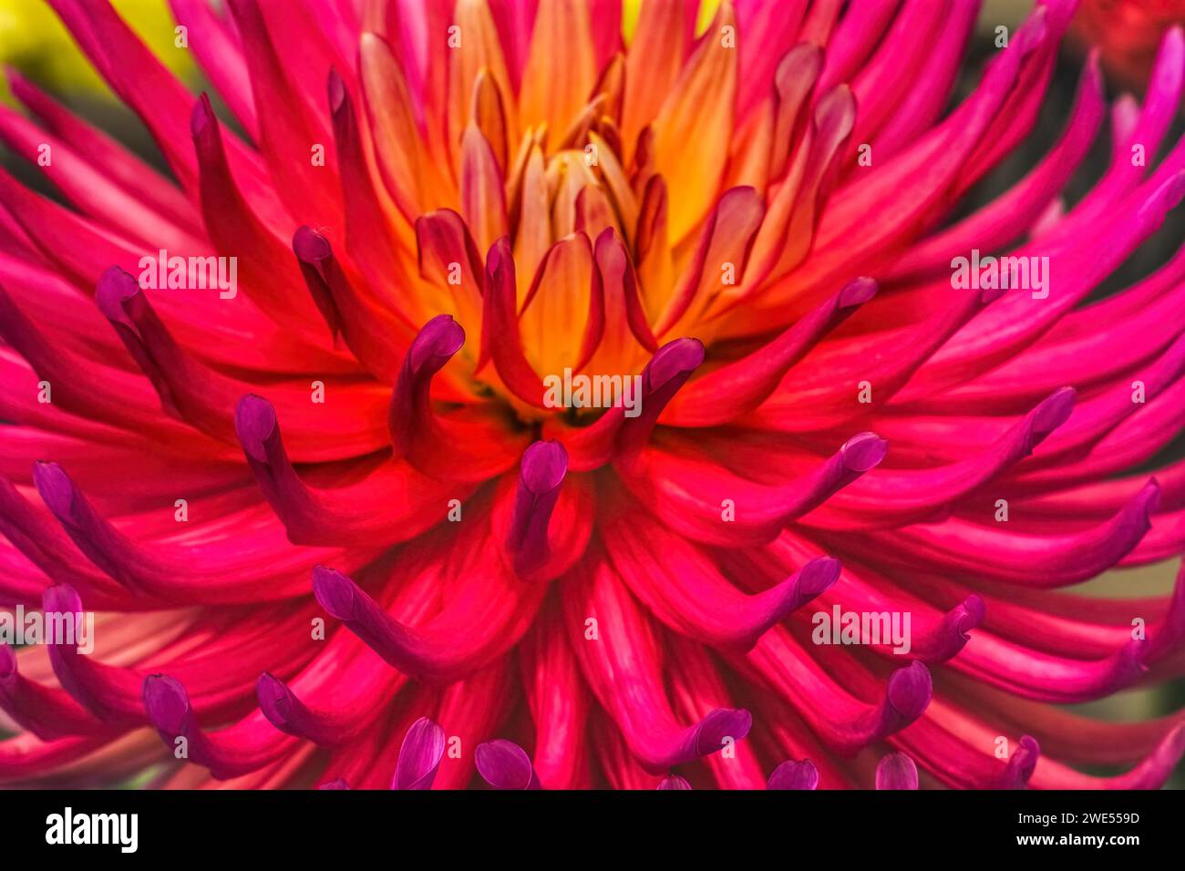 Colorful Pink Yellow AC Poke Cactus Dahlia Flower Blossom Bellevue ...