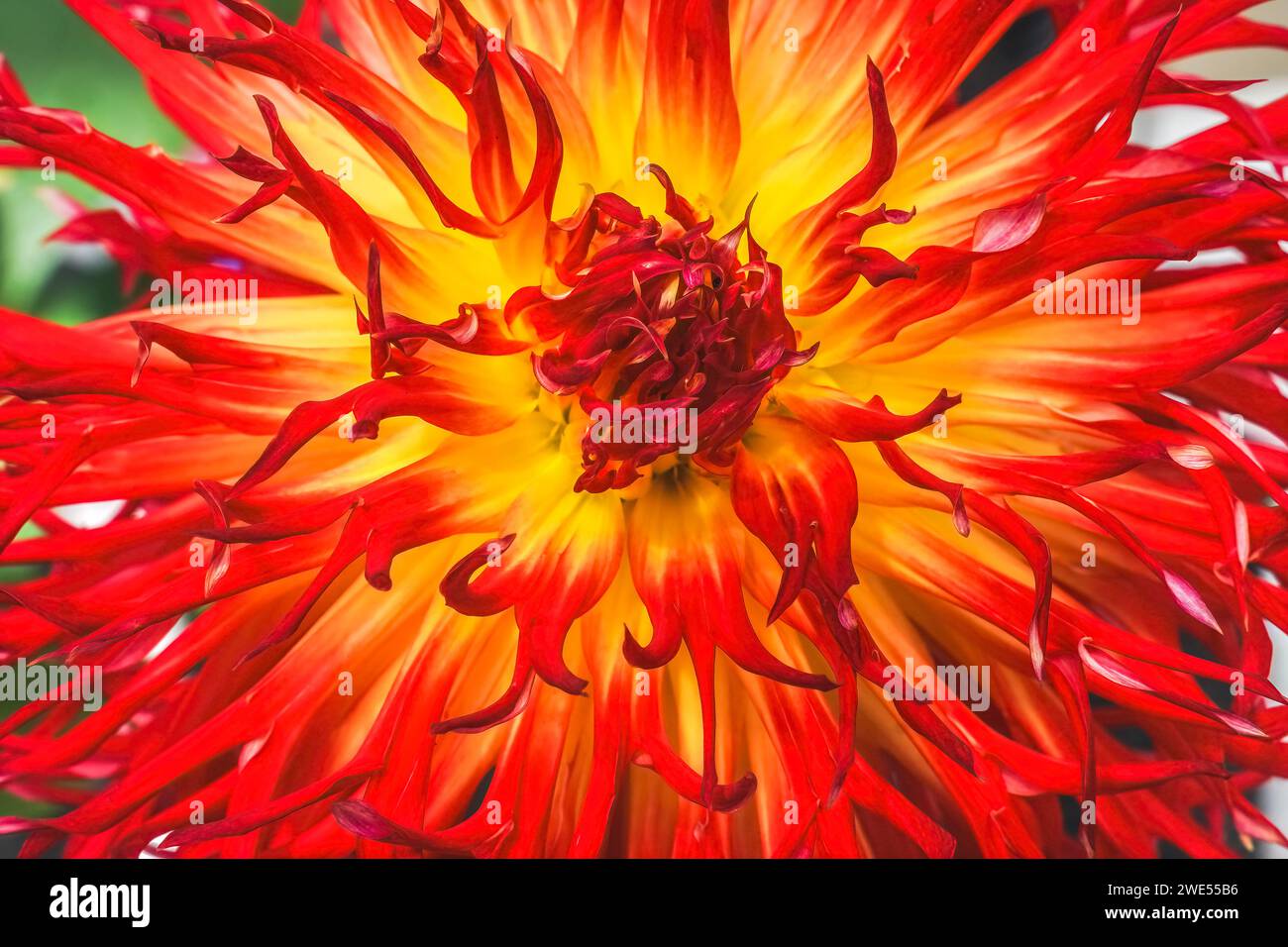 Flame Red Yellow Sandia Comanche Cactus Dahlia Flower Blossom ...