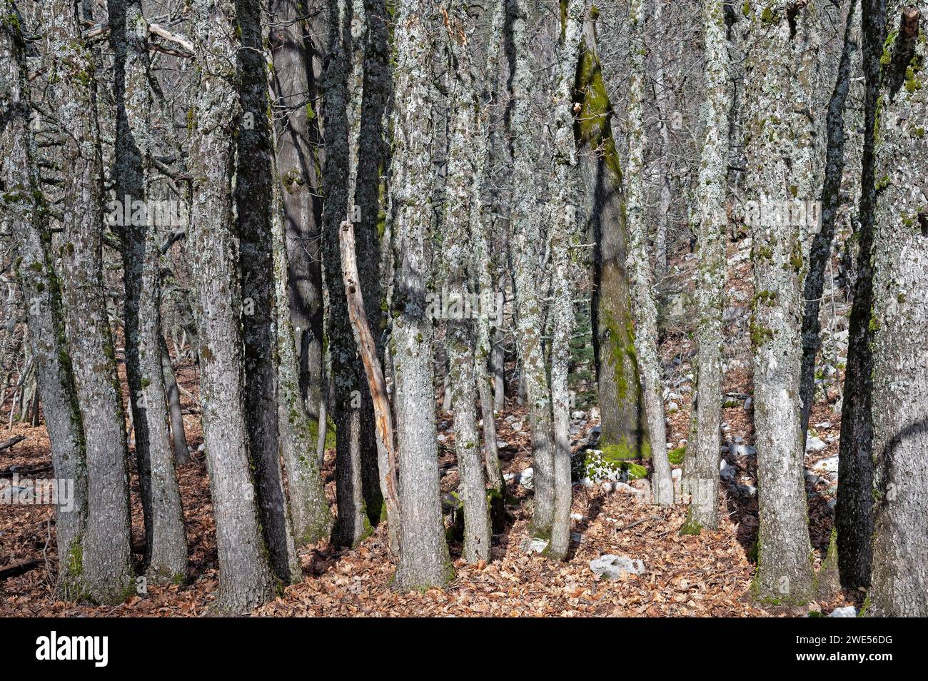 Ancient moss covered tree in dense forest hi-res stock photography and ...