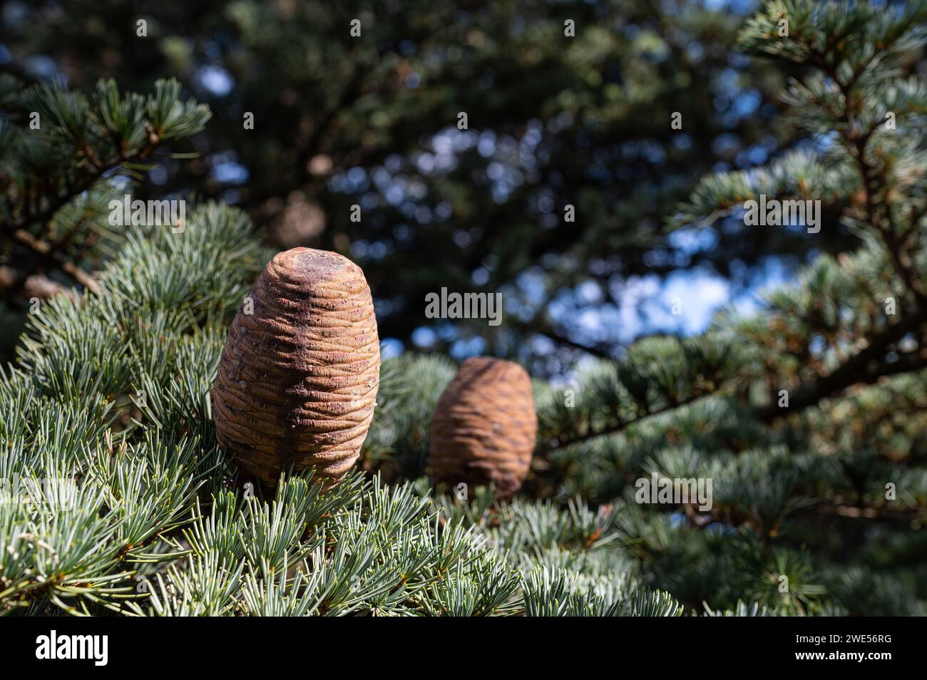 Deodar cedar cone cedrus hi-res stock photography and images - Alamy