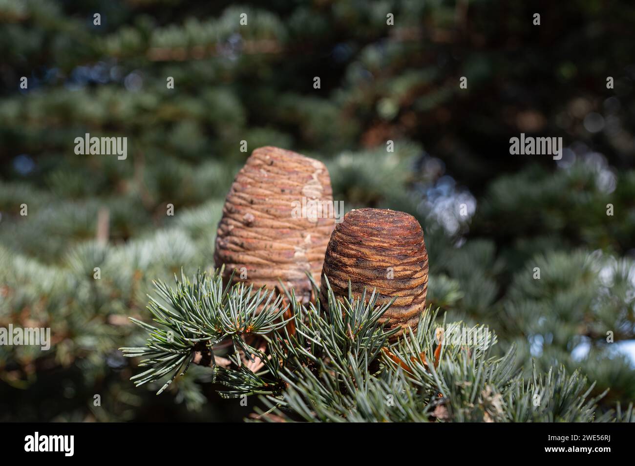 Cedrus deodara forest hi-res stock photography and images - Alamy