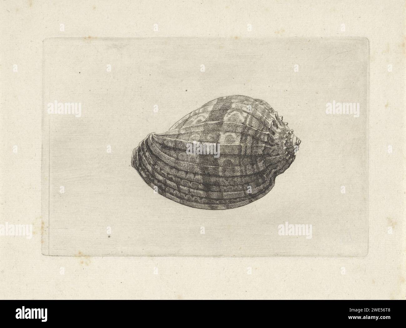 Schelp, Harpa Major, Wenceslaus Hollar, 1644 - 1652 print Antwerp paper ...