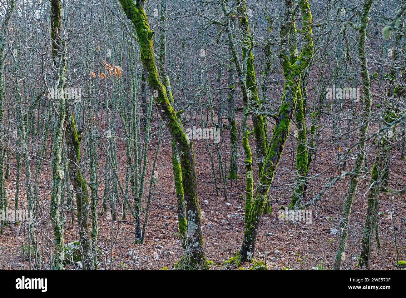 Oak trees covered with green-coloured moss in Quercus vulcanica forest ...