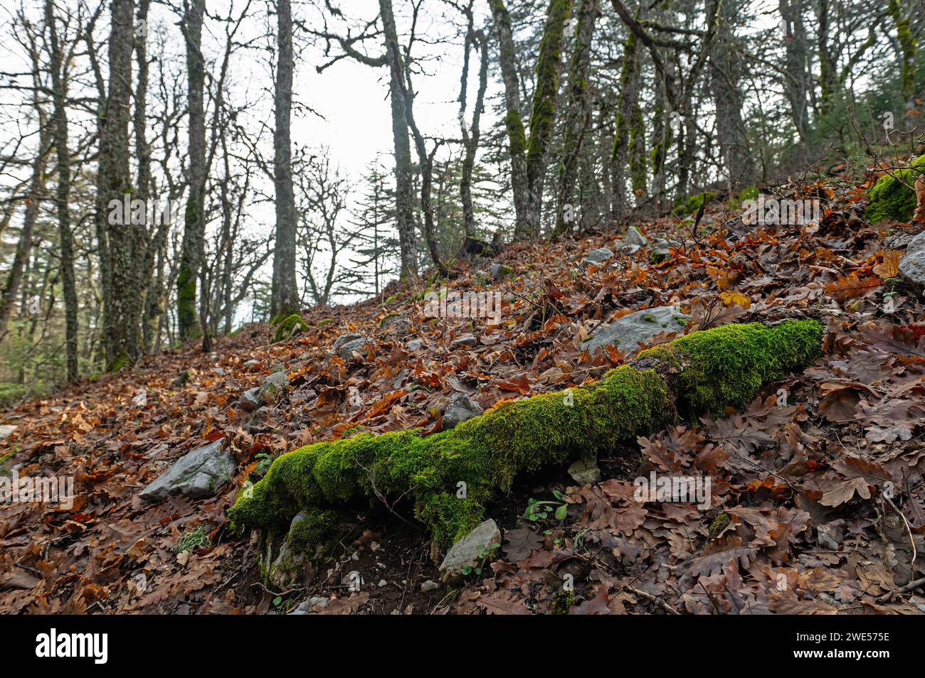 Oak tree root covered with green coloured moss in Quercus vulcanica ...