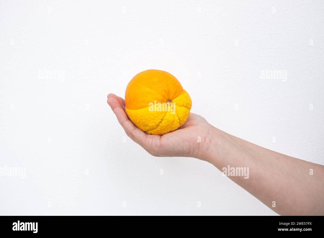 Half lemon, half orange fruit in a woman hand. Citrus fruit. Mix of ...