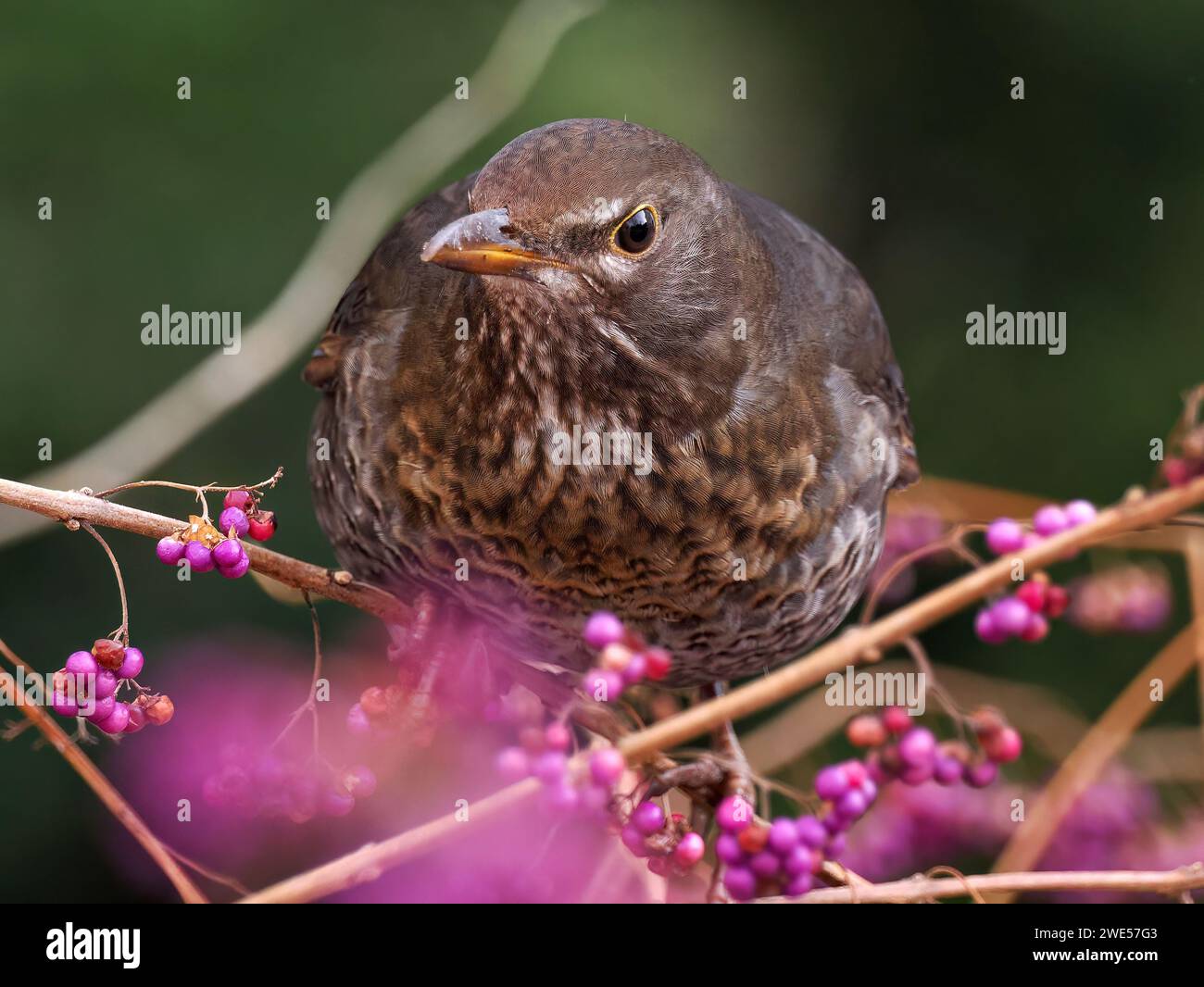 Common blackbird, Eurasian blackbird, Amsel, Merle noir, Turdus merula ...