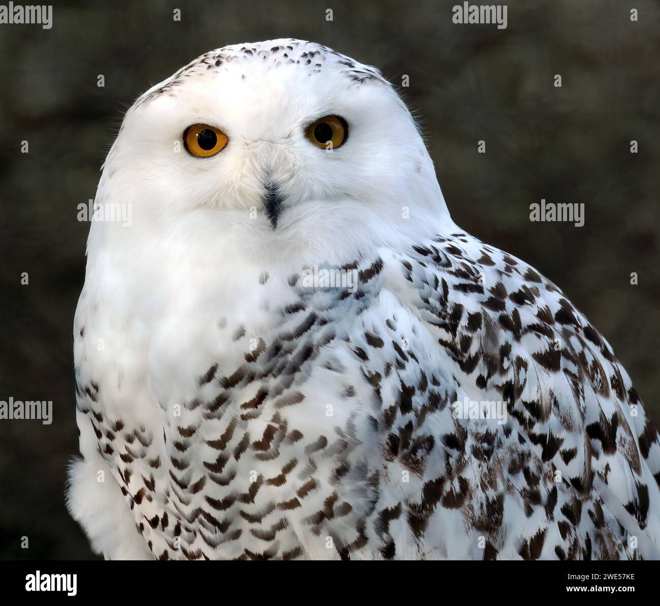 Harfang des neiges hi-res stock photography and images - Alamy