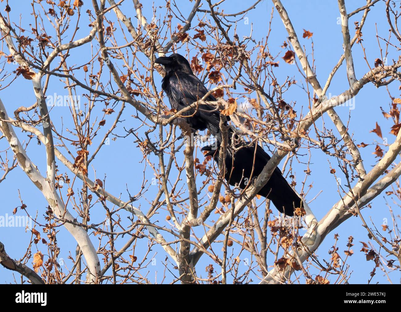 Common raven, Kolkrabe, Grand Corbeau, Corvus corax, holló, Budapest ...