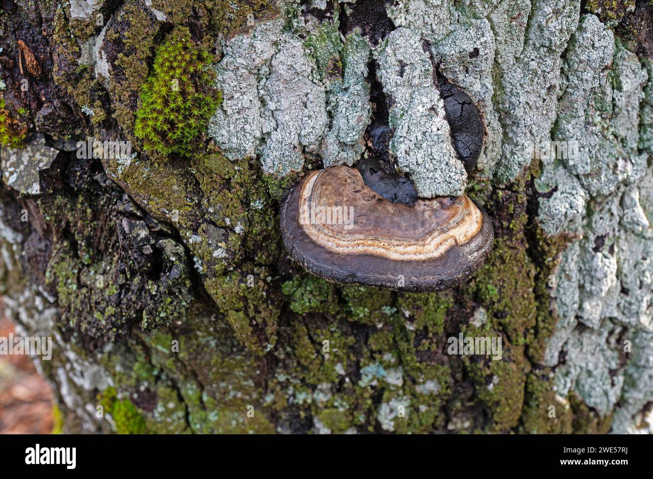 Fomes fomentarius fungus on a Quercus vulcanica tree. Fomes fomentarius, a fungus that infests ...