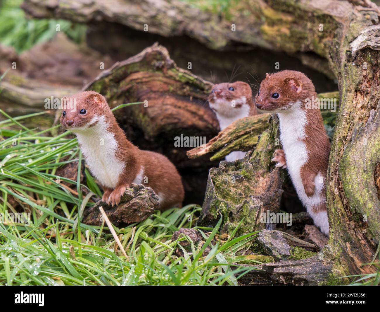 Uk weasels hi-res stock photography and images - Alamy