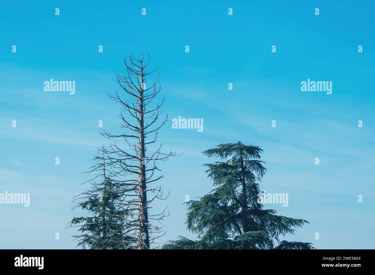 Tall dead tree in park against blue sky, selective focus Stock Photo ...