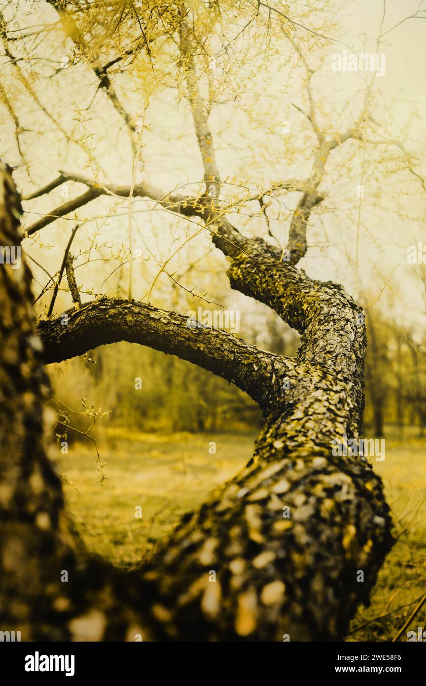 A beautiful curved tree with spring young leaves is illuminated by ...