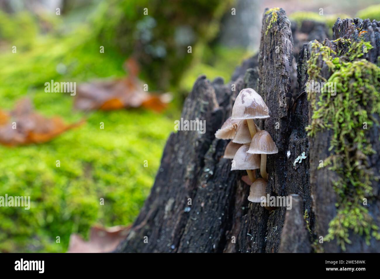 Family of small fungi on dead Quercus vulcanica tree root Stock Photo ...