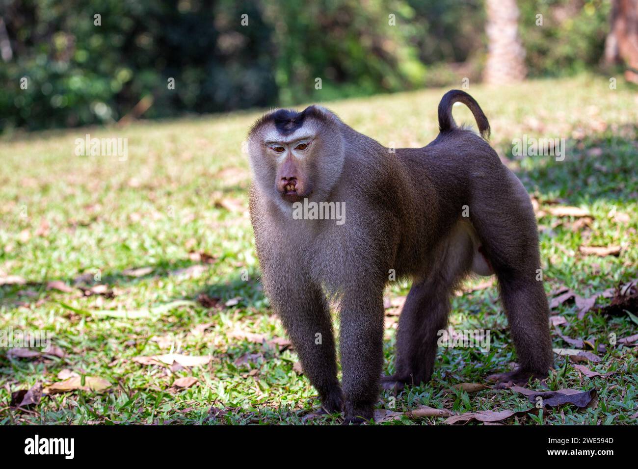 Playful Pig-tailed Macaque (Macaca leonina) frolicking in the urban ...