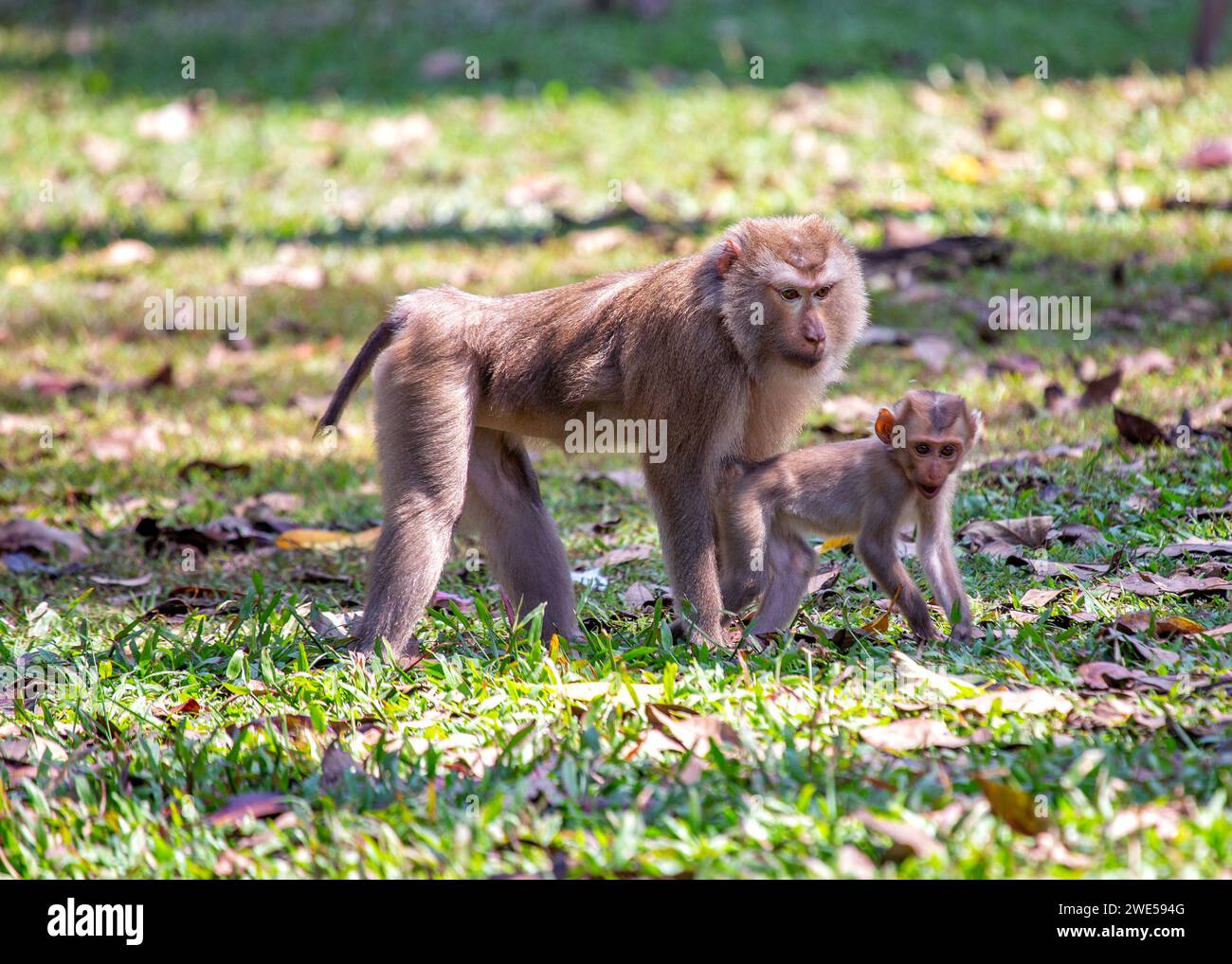 Playful Pig-tailed Macaque (Macaca leonina) frolicking in the urban greenery of Bangkok. A ...