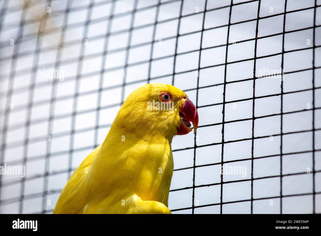 Vibrant Indian Ringneck Parakeet (Psittacula krameri) perched amid the ...