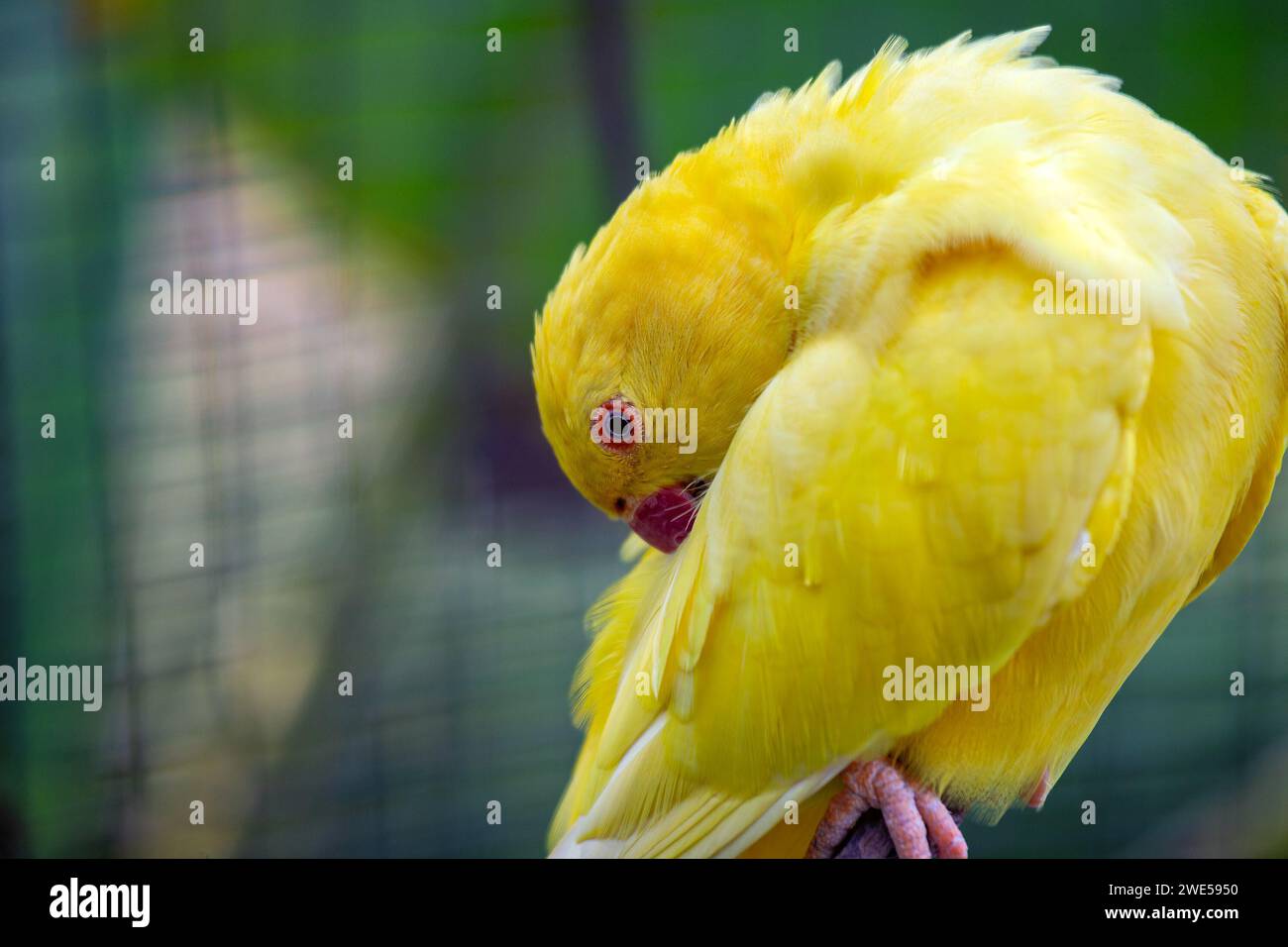 Vibrant Indian Ringneck Parakeet (Psittacula krameri) perched amid the ...