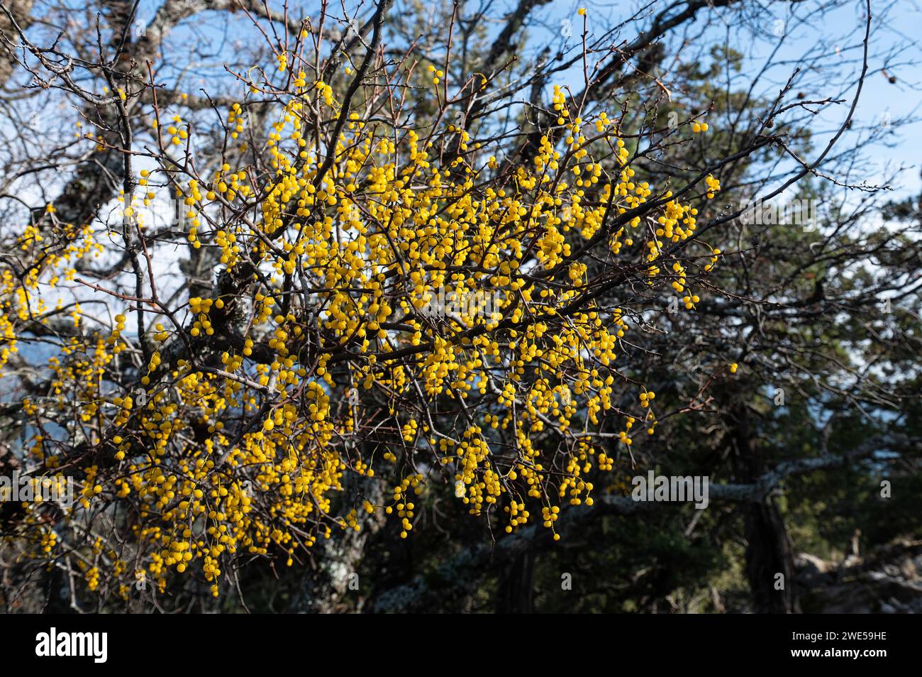Loranthus is a genus of parasitic plants that grow on the branches of ...