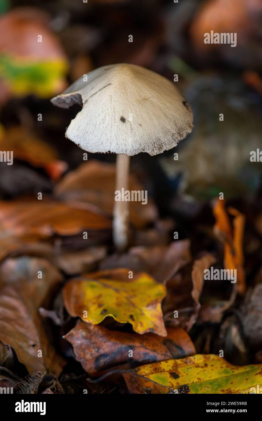 Fungal habitats hi-res stock photography and images - Alamy