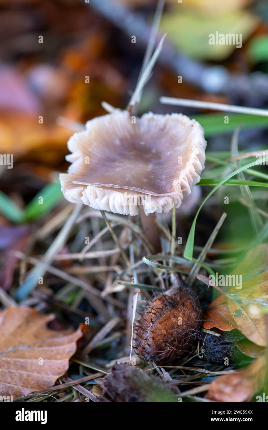 Fungal habitats hi-res stock photography and images - Alamy