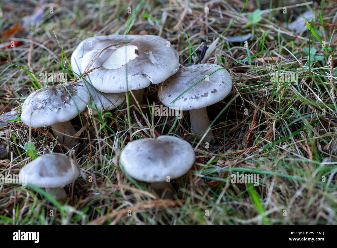 Fungal habitats hi-res stock photography and images - Alamy