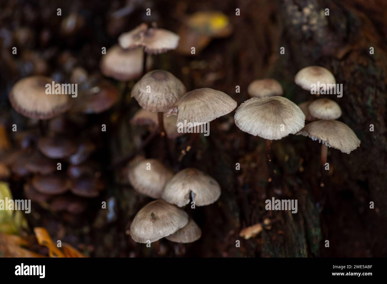Fungal habitats hi-res stock photography and images - Alamy