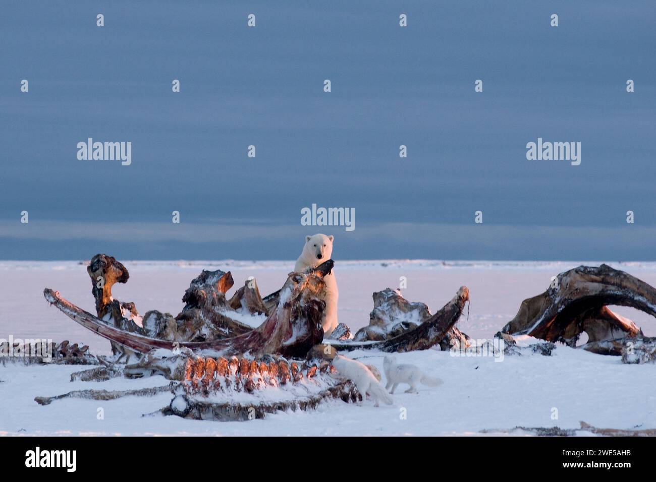 polar bear Ursus maritimus young bear and arctic foxes fox scavenging ...