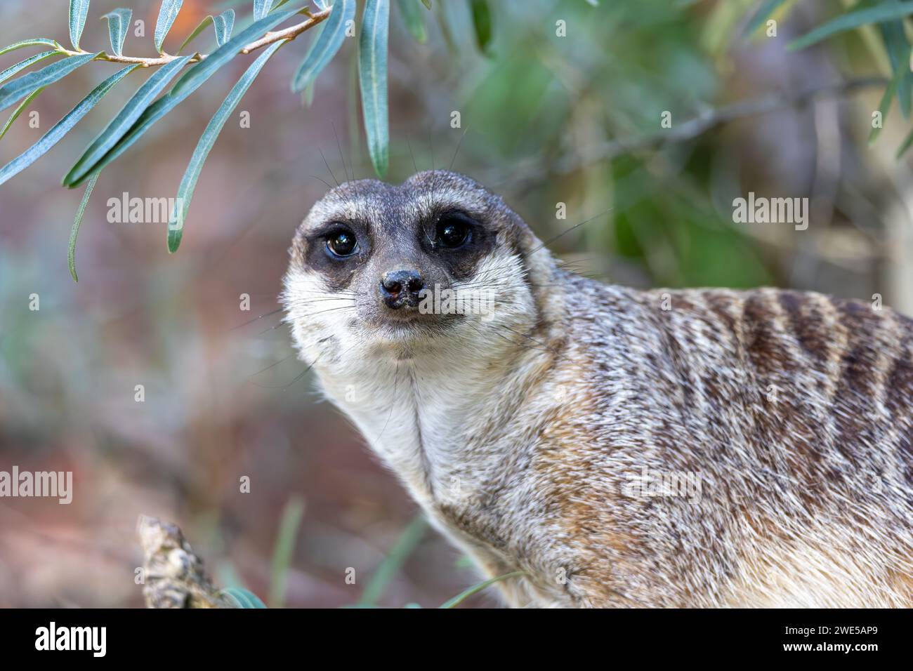 Portrait of alert meerkats looking and disappearing in all directions ...