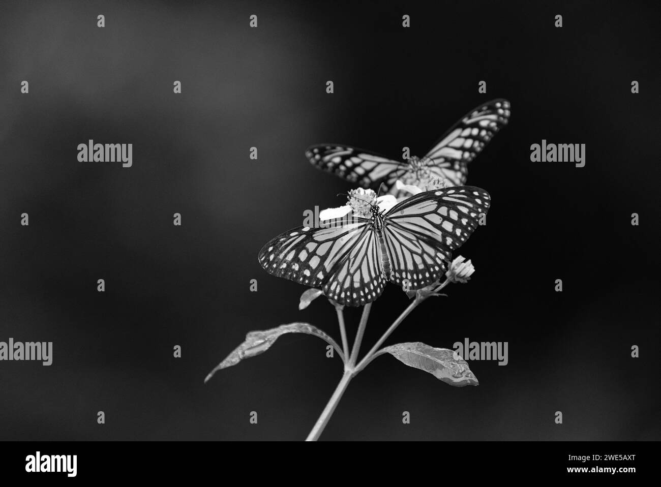 Butterfly with rain drops Black and White Stock Photos & Images - Alamy