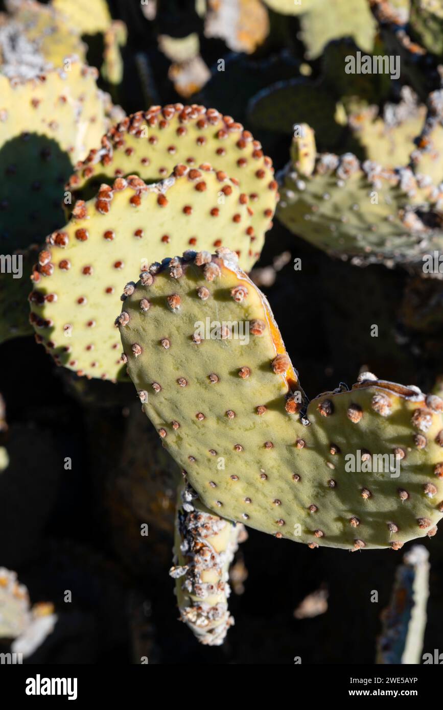 Colour blind fruit hi-res stock photography and images - Alamy