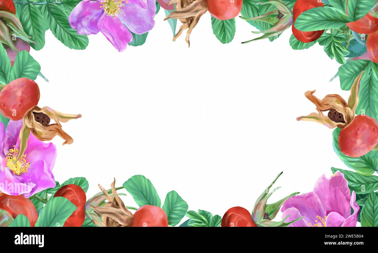 Rosehip, flowers, leaves, berries, frame. Graphic illustration isolated ...