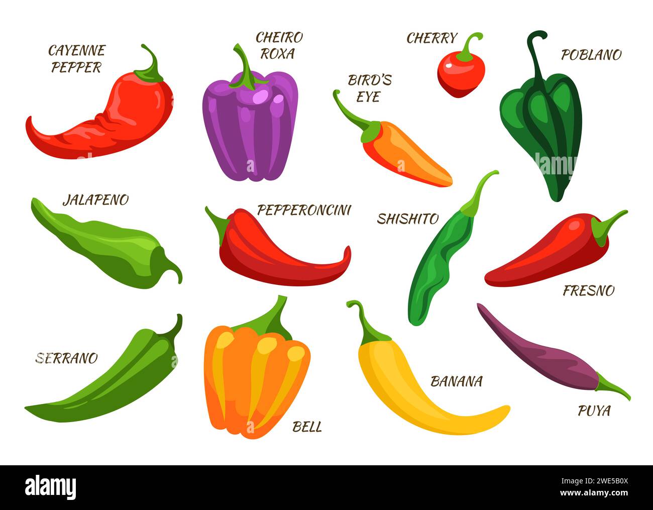 Varieties of chili pepper Stock Vector Images - Alamy