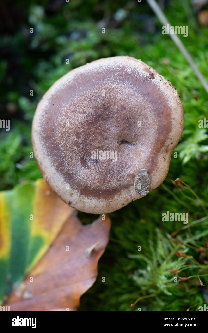 Fungal habitats hi-res stock photography and images - Alamy