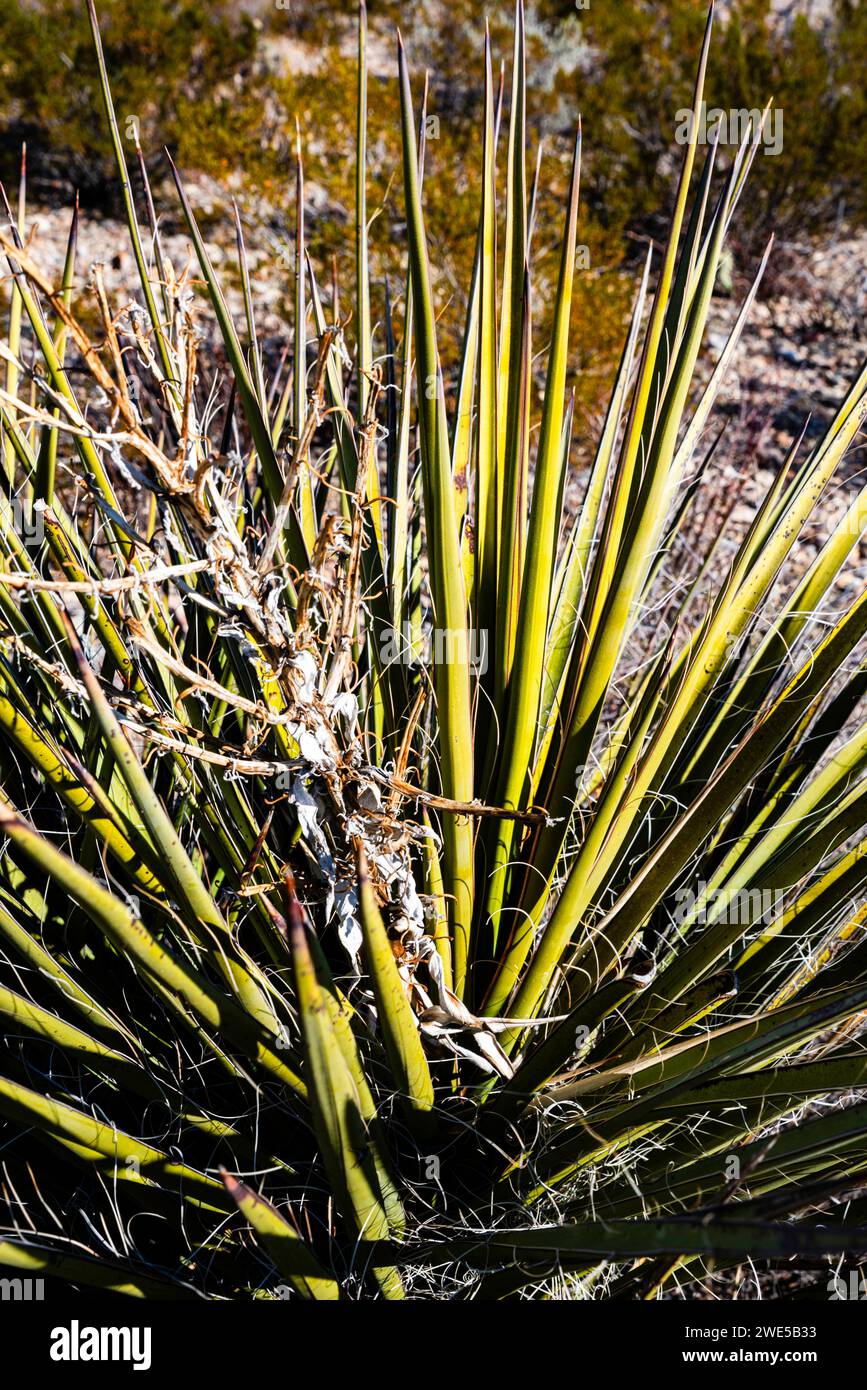 Torrey yucca hi-res stock photography and images - Alamy