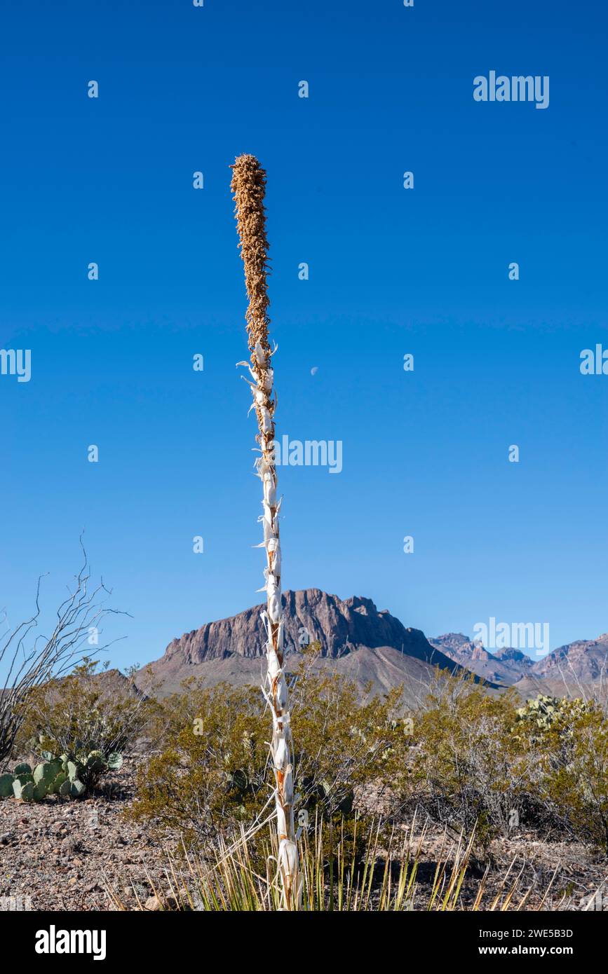 Sotol(Dasylirion leiophyllum). Views along the Chihuahua Desert Trail ...