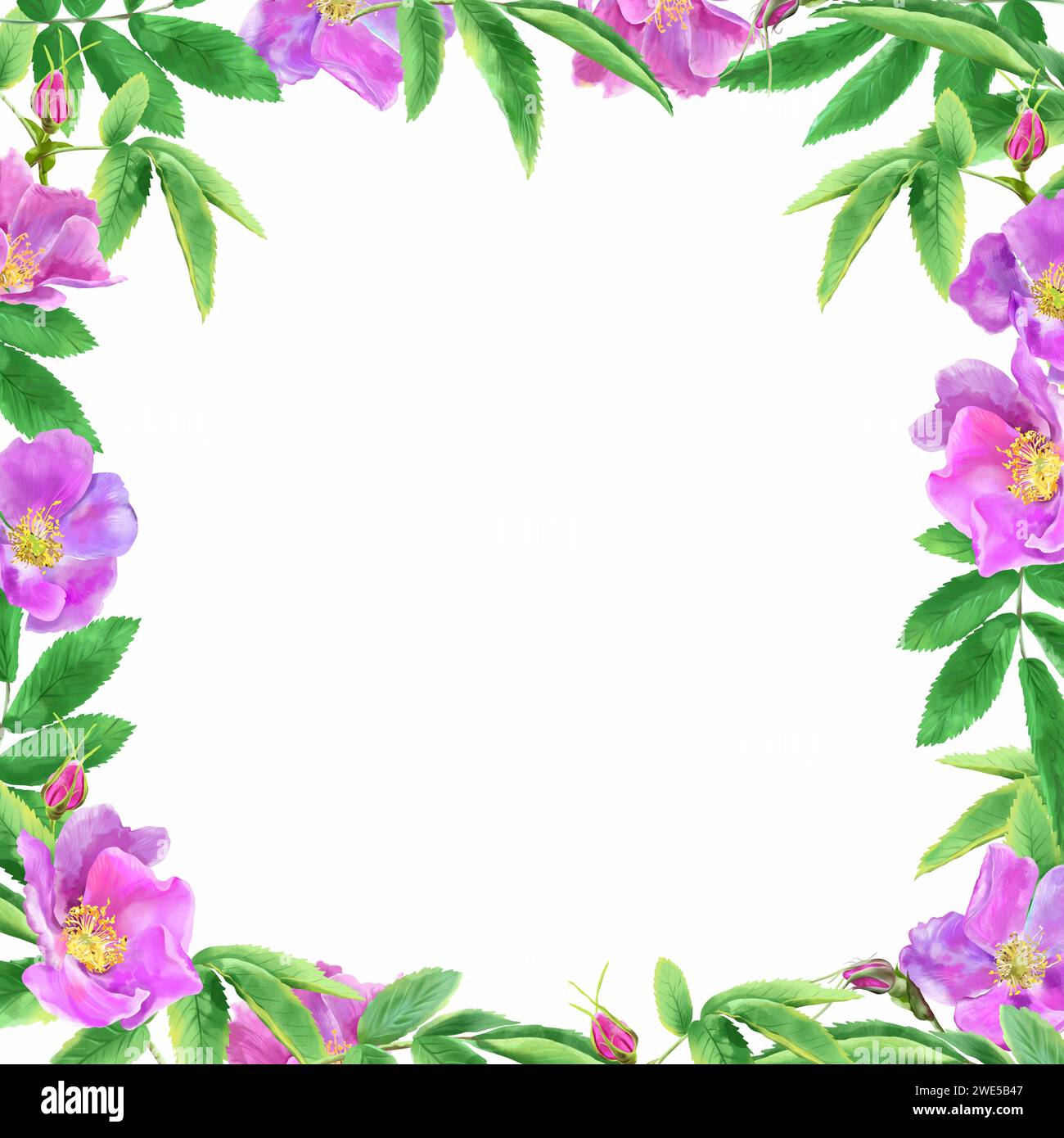 Rosehip flowers, frame. Graphic illustration isolated on white ...