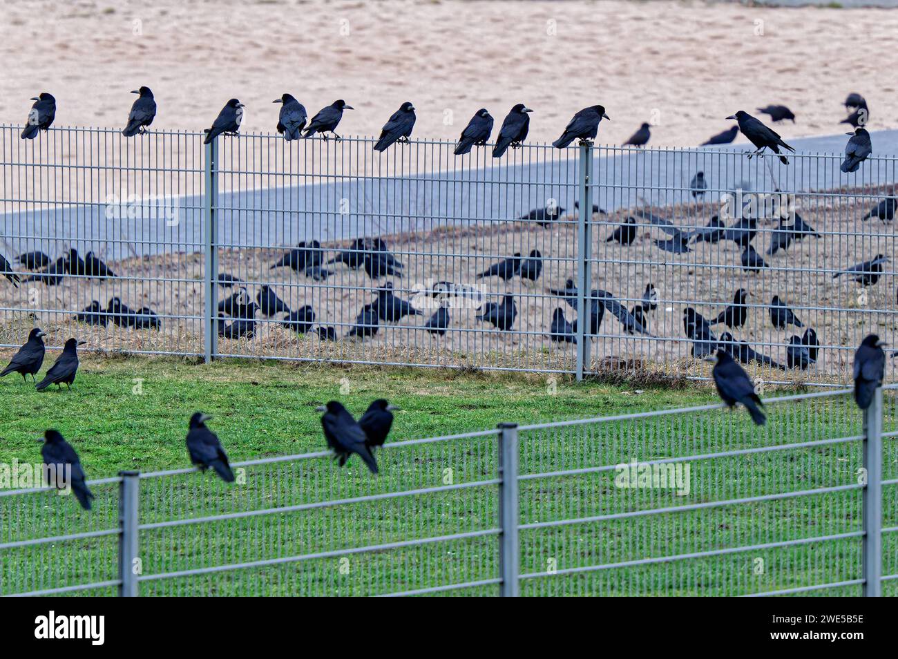 Krahen alarm hi-res stock photography and images - Alamy