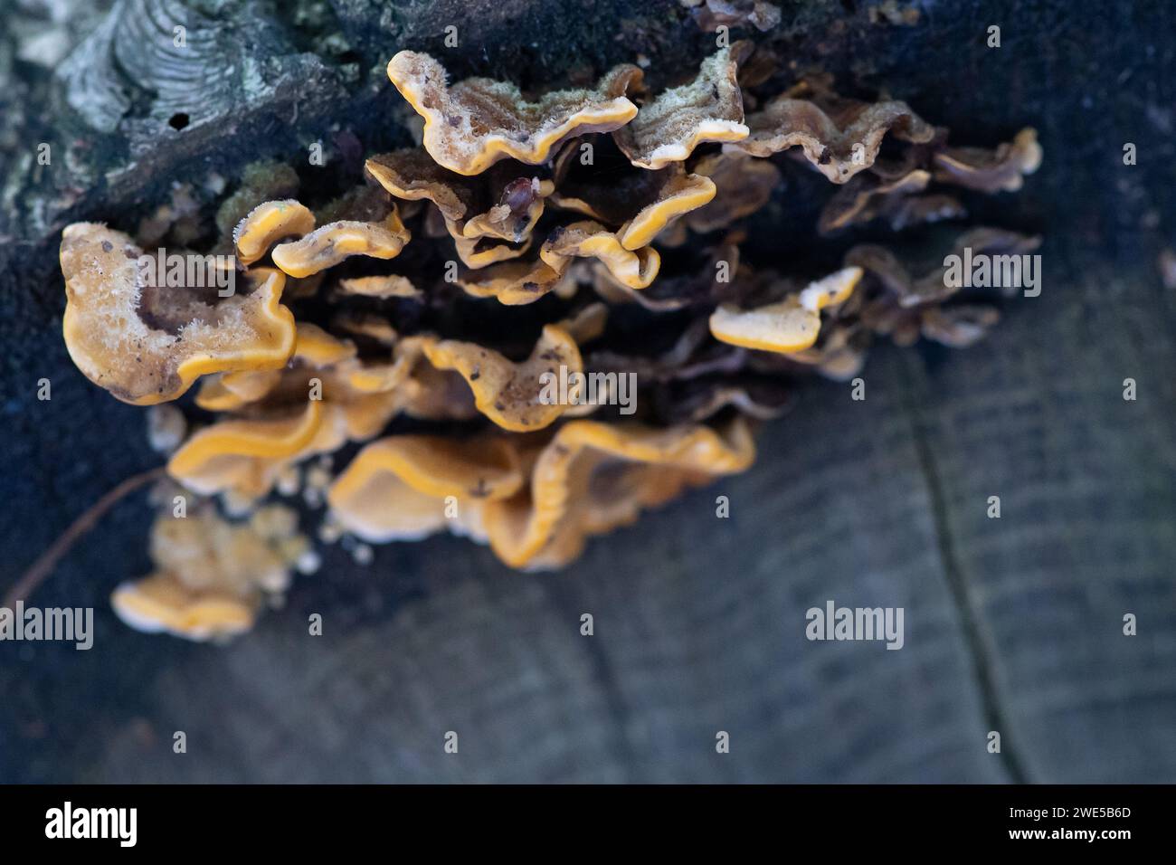 Fungal habitats hi-res stock photography and images - Alamy