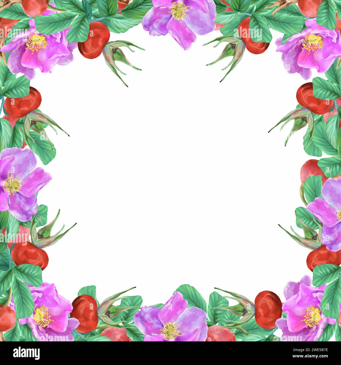 Rosehip, flowers, leaves, berries, square frame. Graphic illustration ...