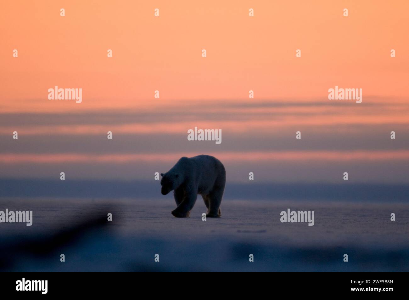 polar bear Ursus maritimus young bear travels across newly formed pack ...